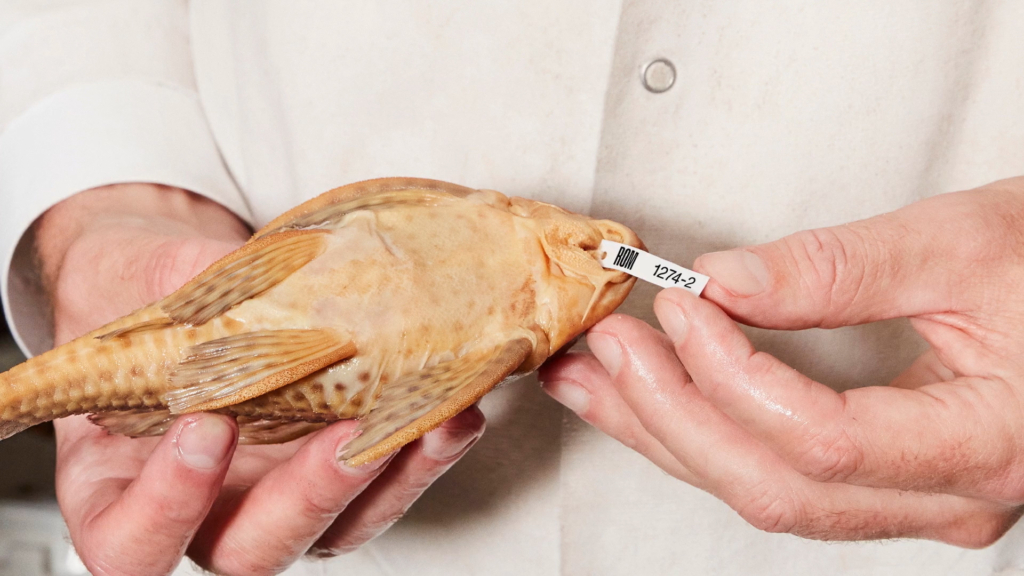 New Logo & Branding for ROM by Leo Burnett — BP&O